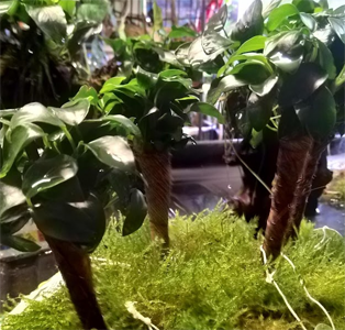 Dennerle Bonsai Palm