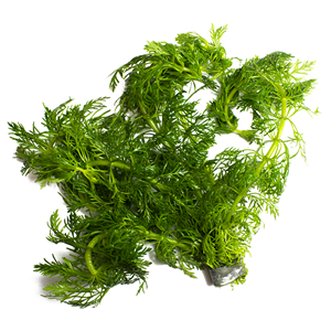 Limnophila sessiflora